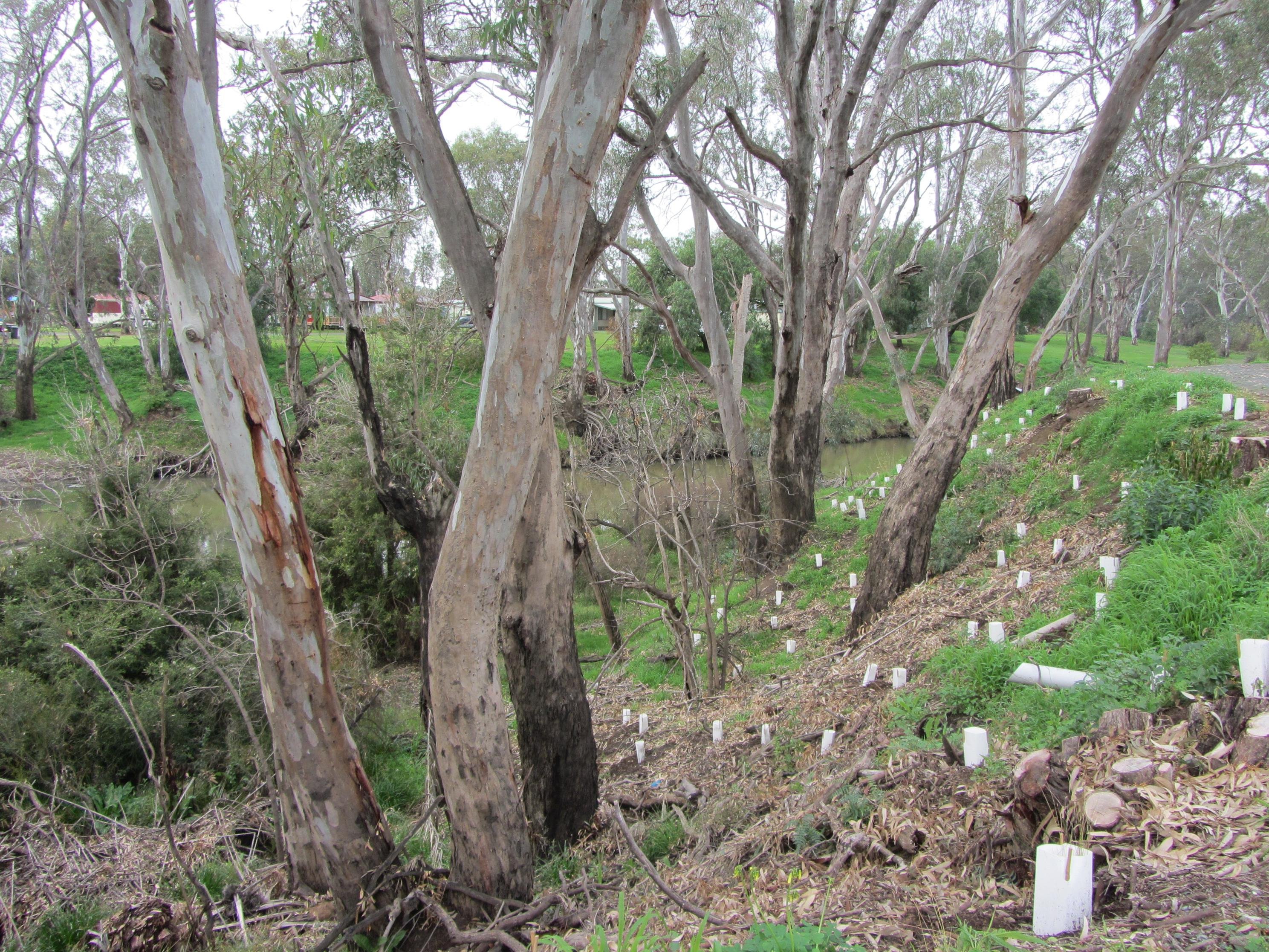 Caring for the Campaspe | North Central Catchment Management Authority
