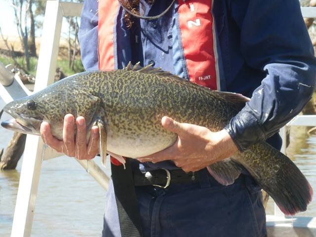 Fish | North Central Catchment Management Authority