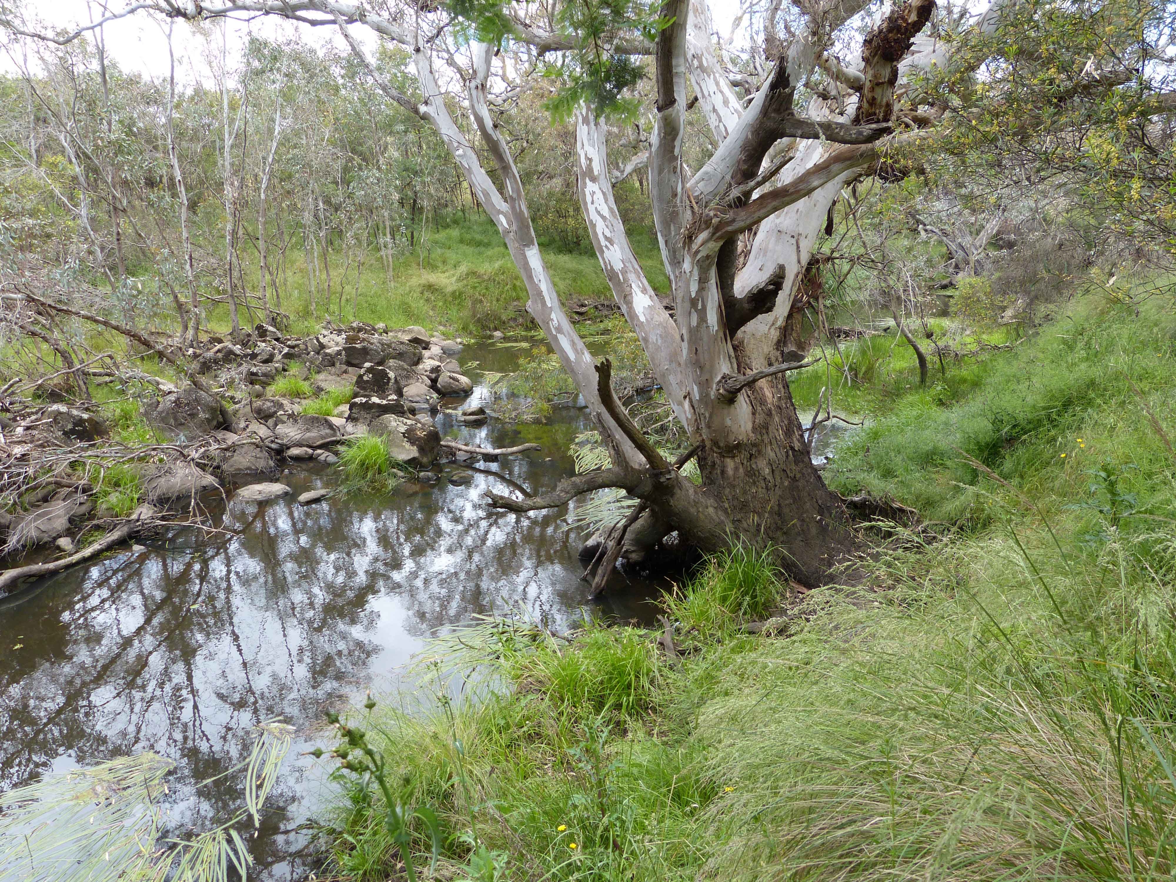 Kyneton Woodlands | North Central Catchment Management Authority