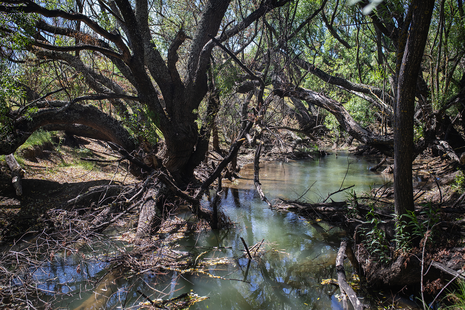 Coliban River weed work continues | North Central Catchment Management ...