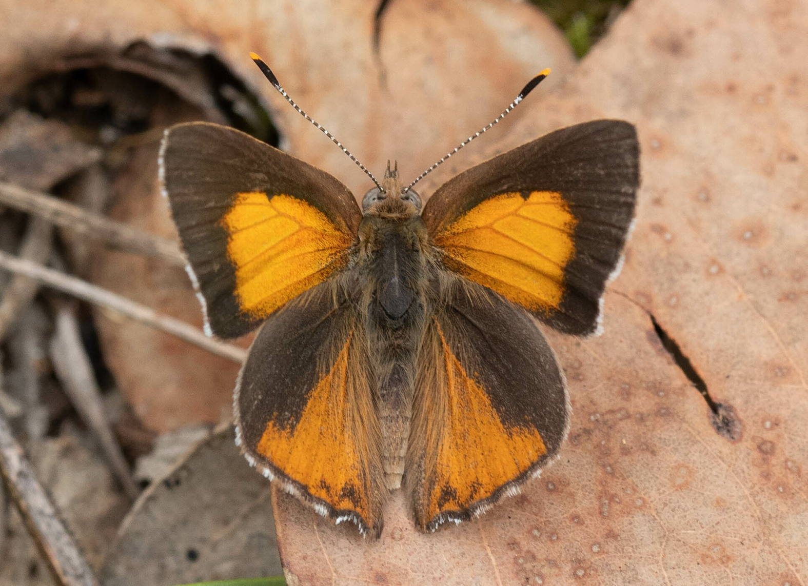 Protecting the Eltham copper butterfly from extinction | North Central ...