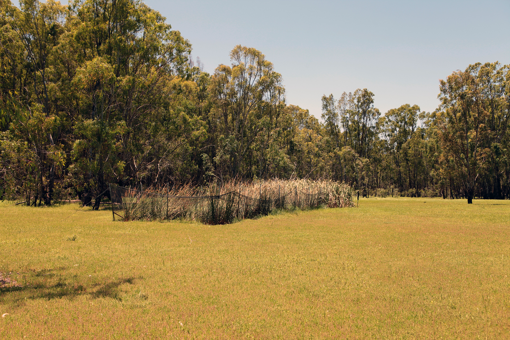 The reed beds are back in Reed Bed Swamp | North Central Catchment ...
