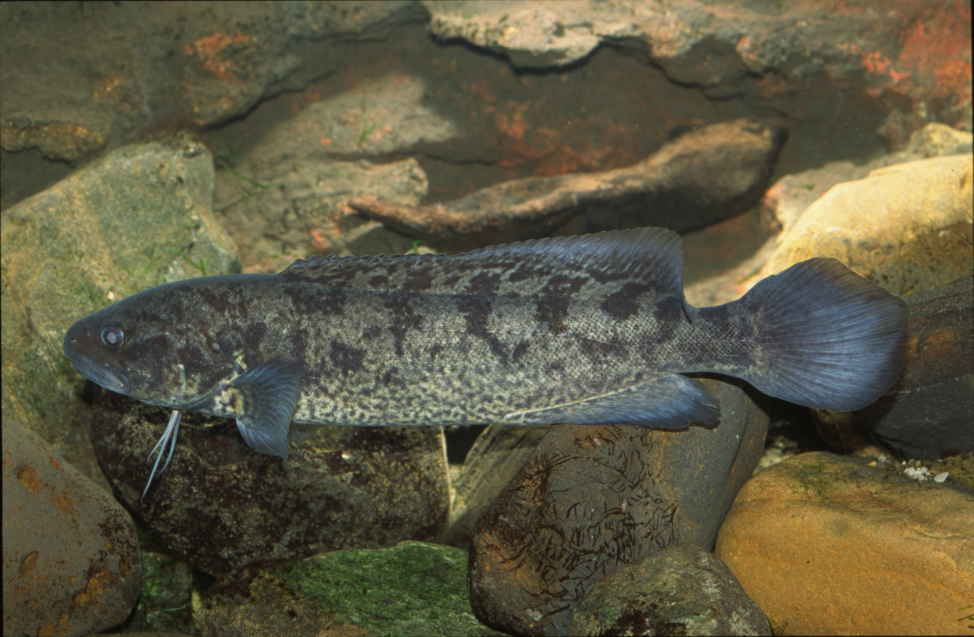 Love shacks a boost for blackfish | North Central Catchment Management ...