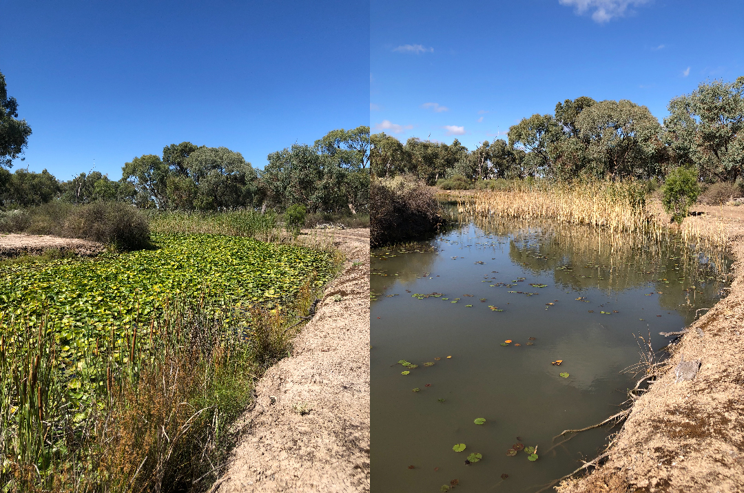 Weed-killing Gunbower Creek drone trial stage one complete | North ...